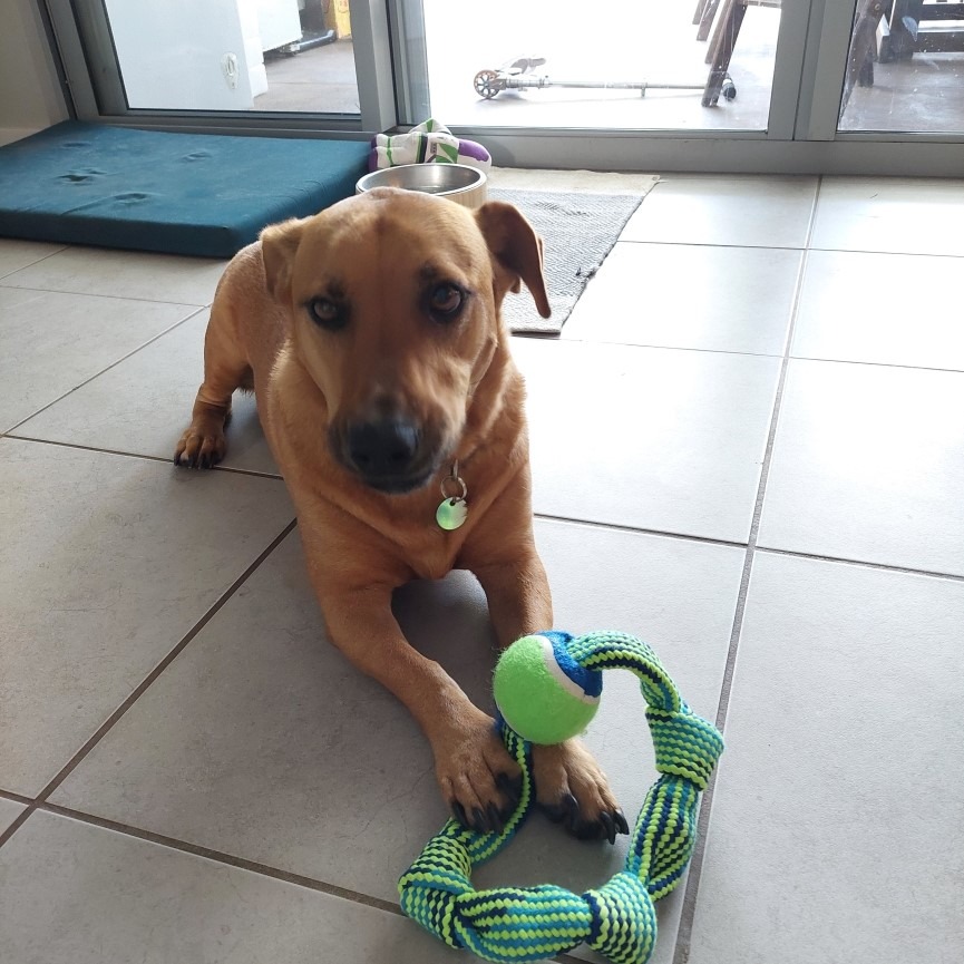 Albie - Medium Male Mixed Breed Dog in WA - PetRescue