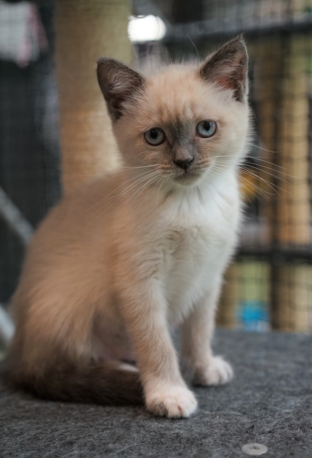 Snowy - Female Layanese Mix Cat in QLD - PetRescue