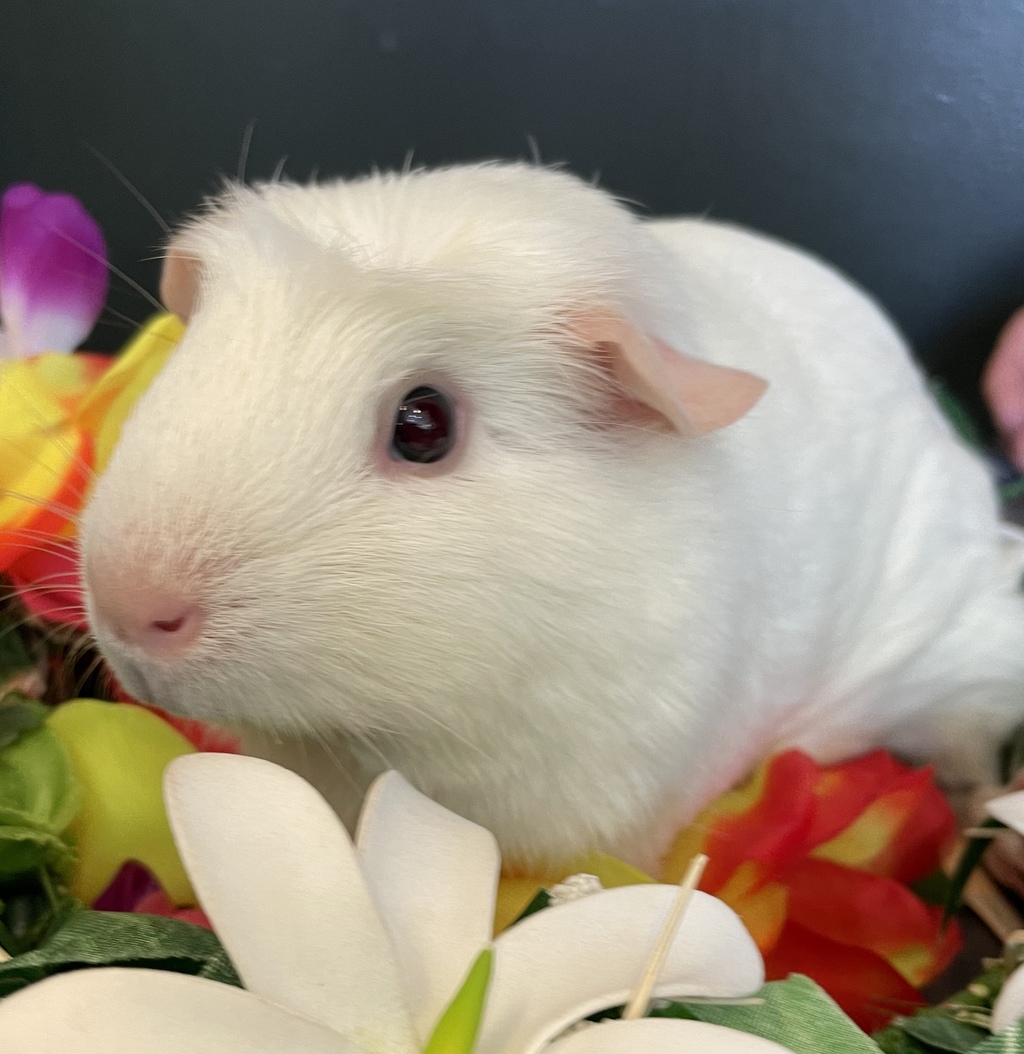 Snowball - Female Short-hair Crested Mix Guinea Pig in QLD - PetRescue
