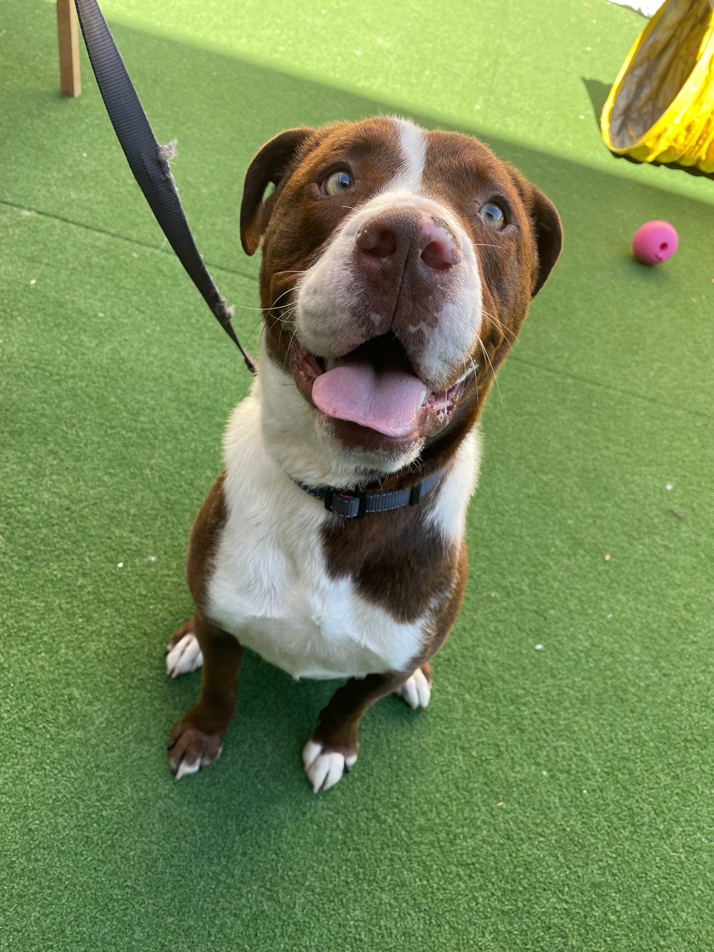 Fonzi - Medium Male American Staffy Mix Dog in VIC - PetRescue