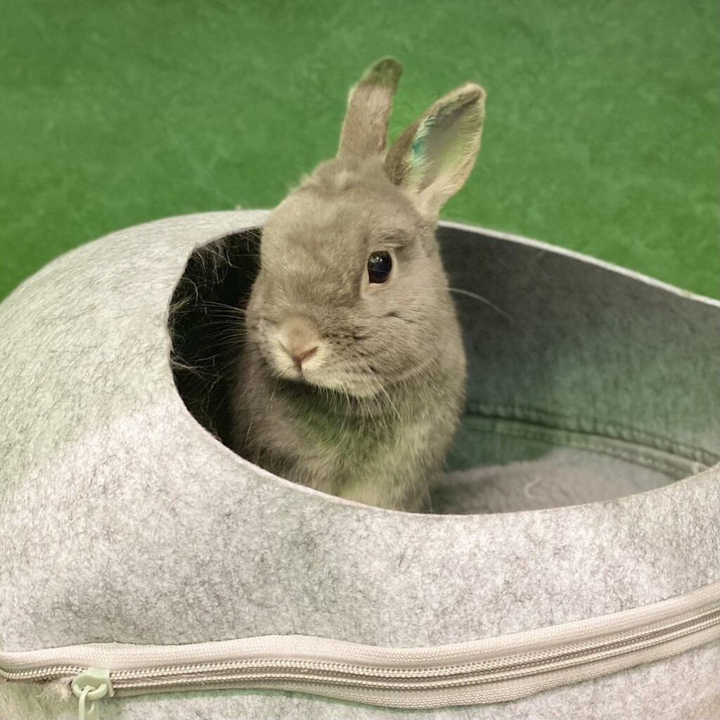 Bugsy - Male Netherland Dwarf Rabbit in VIC - PetRescue