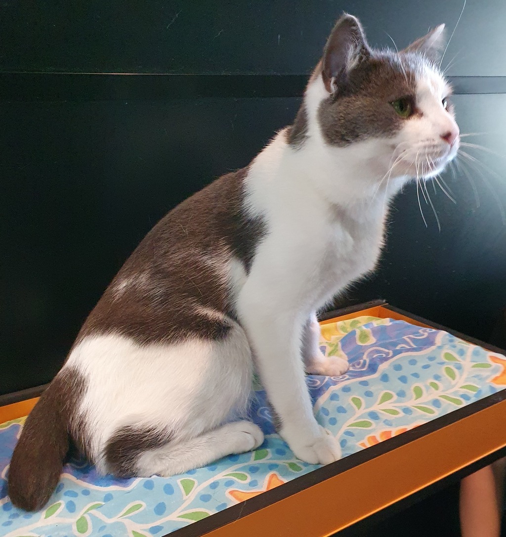 Misty - Female Manx Mix Cat in QLD - PetRescue