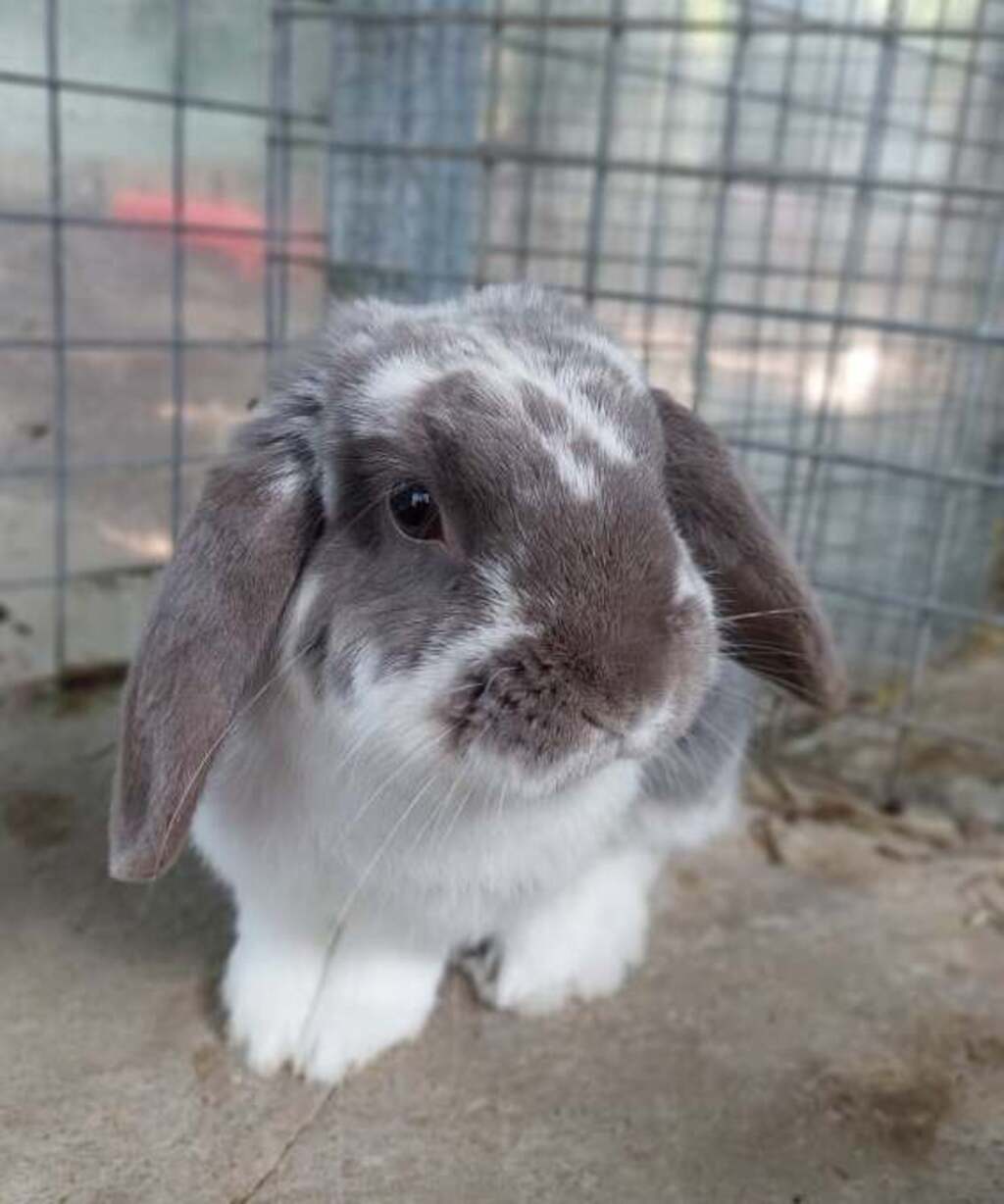 Perceus - Male Lop Eared Mix Rabbit in ACT - PetRescue