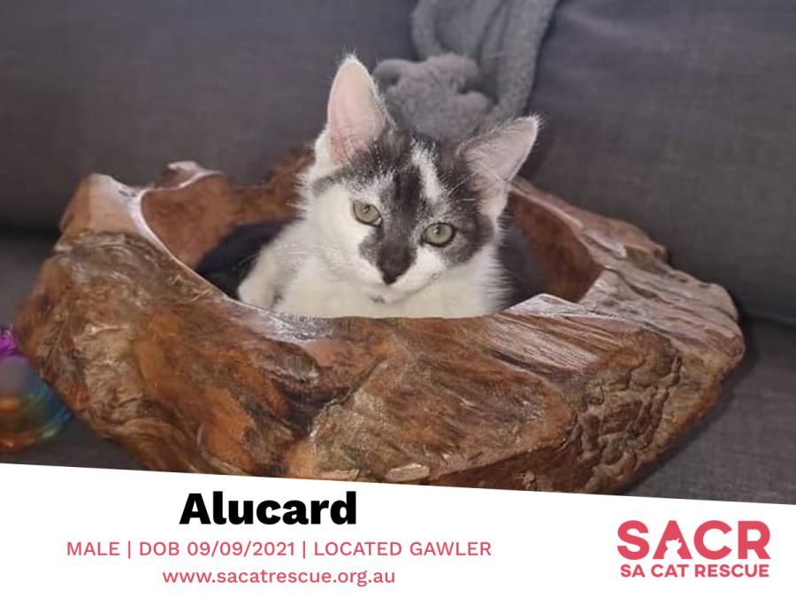 Alucard - Male Domestic Short Hair Cat in SA - PetRescue