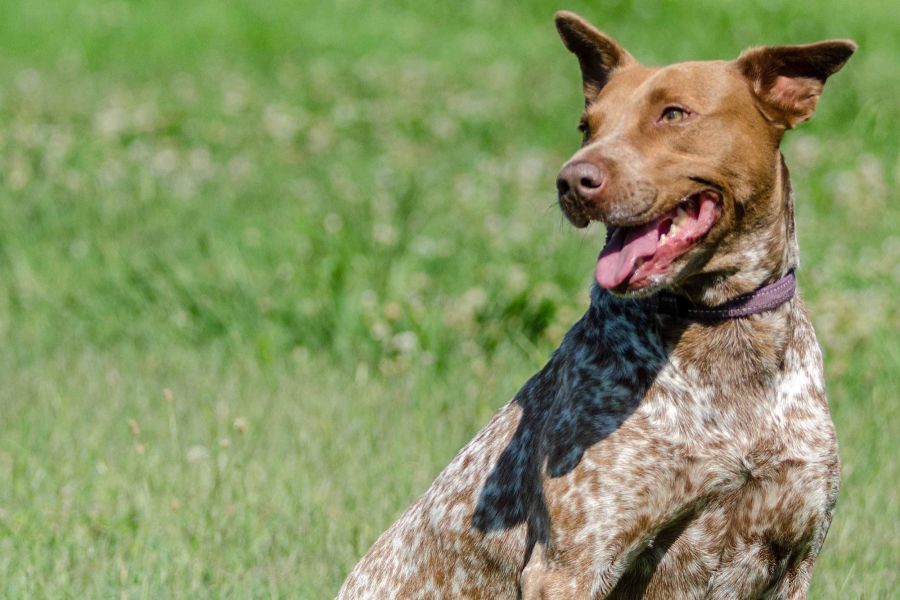 Rosie - Medium Female German Shorthaired Pointer x Australian Cattle ...