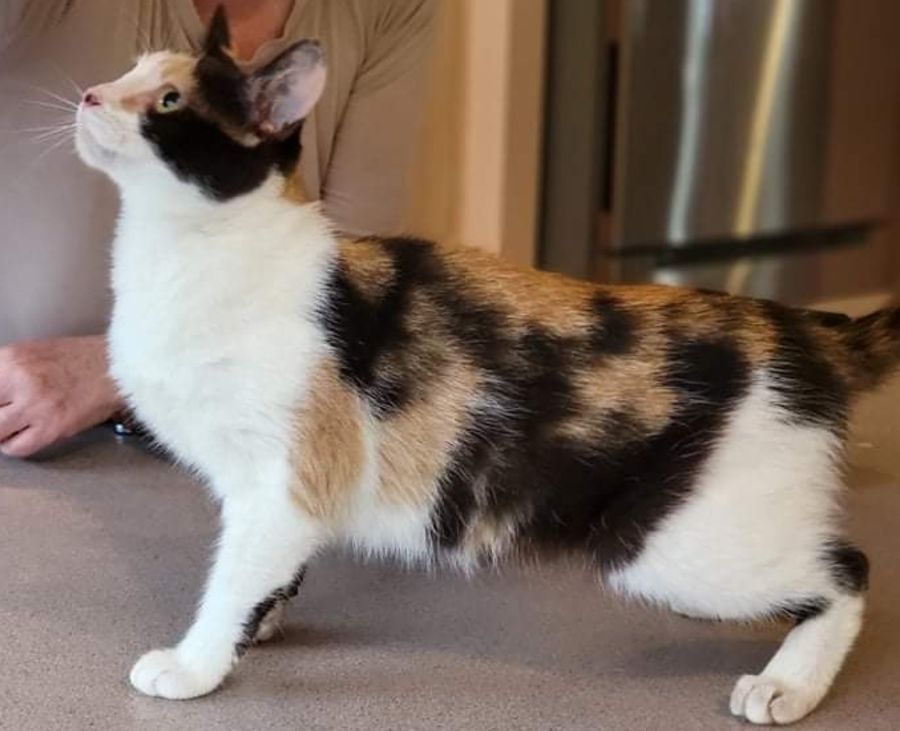 Payton - Female Domestic Short Hair Cat in NSW - PetRescue