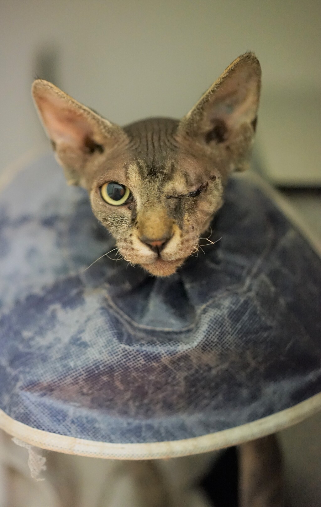 Grey - Male Sphynx Mix Cat in QLD - PetRescue