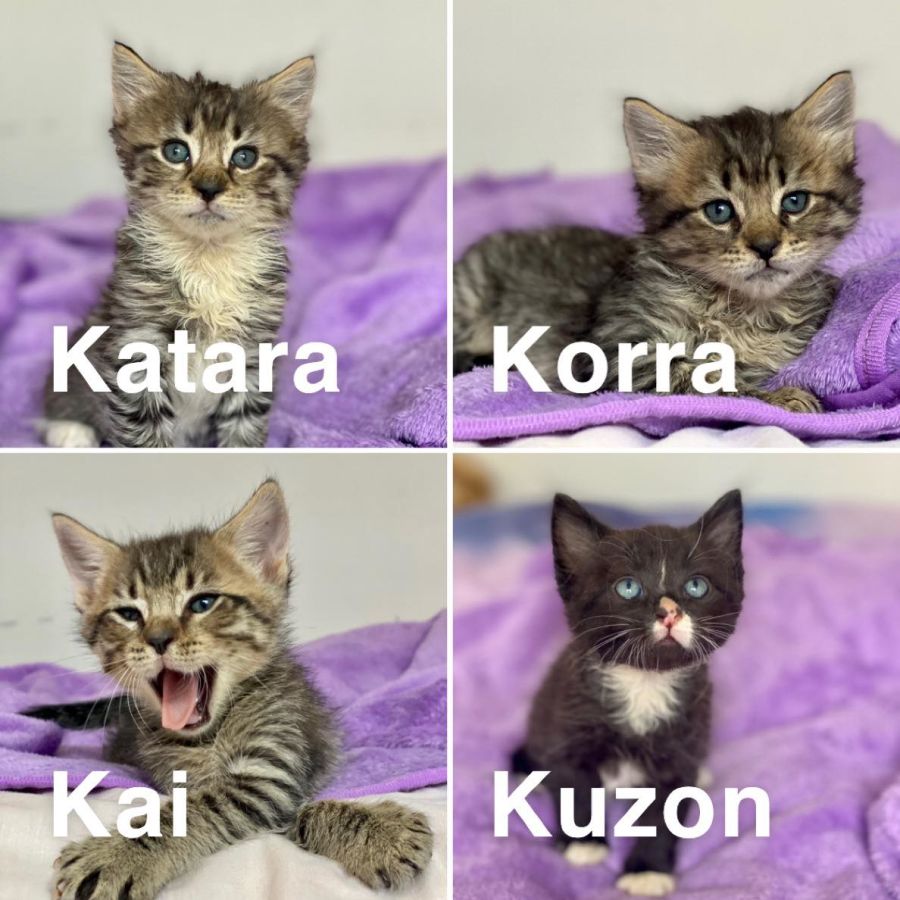 Katara - Female Domestic Long Hair Cat in QLD - PetRescue