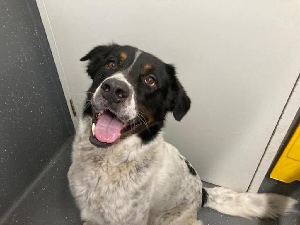 Buddy - Large Male Australian Cattle Dog x Rottweiler Mix Dog in QLD ...