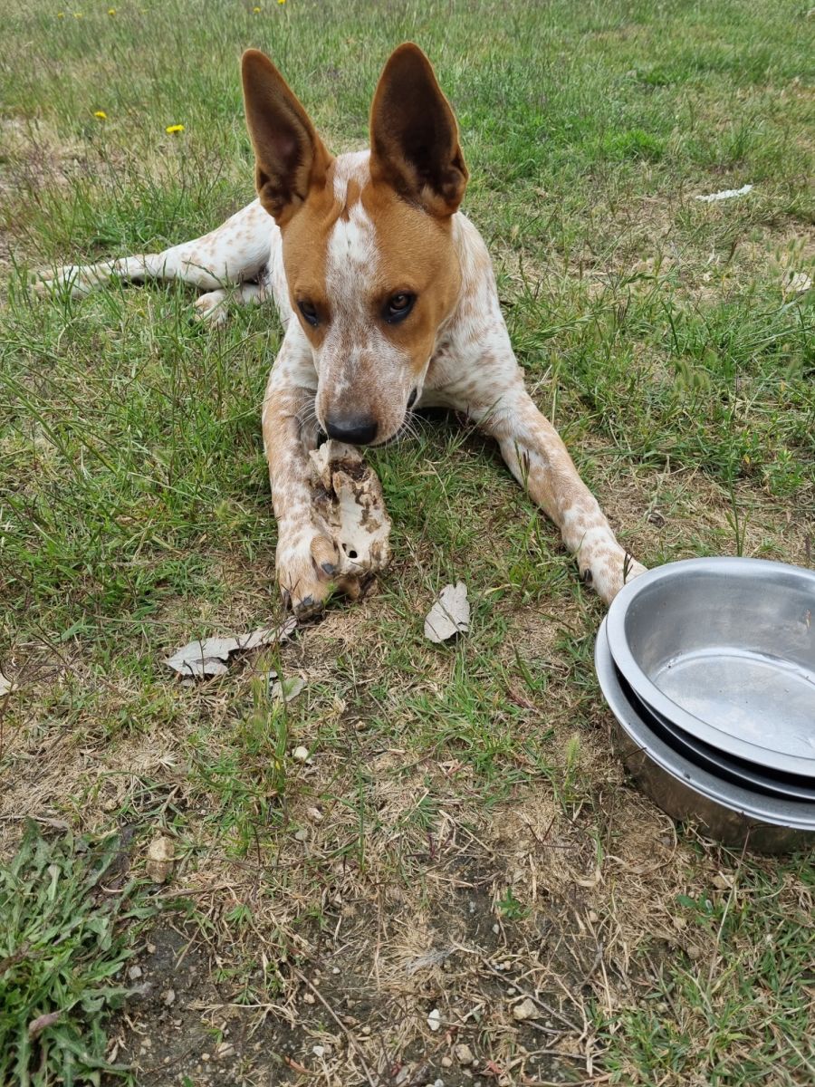 Rusty - Medium Male Red Heeler Mix Dog in VIC - PetRescue