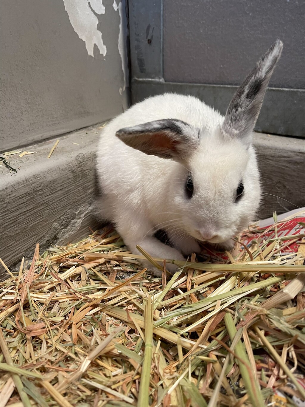 Zorro - Male Bunny Rabbit Mix Rabbit in WA - PetRescue