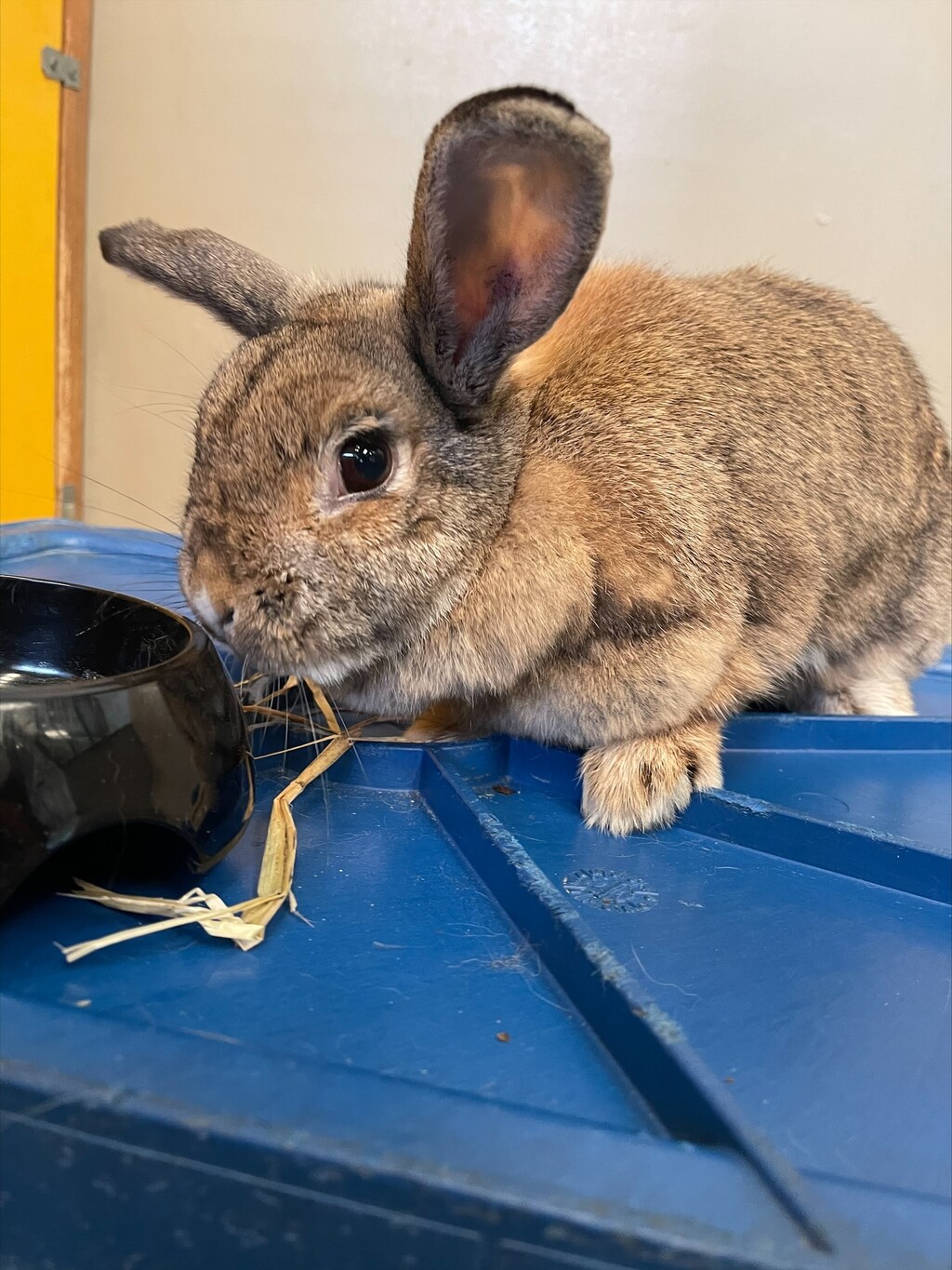 Louise - Female Bunny Rabbit Mix Rabbit in WA - PetRescue