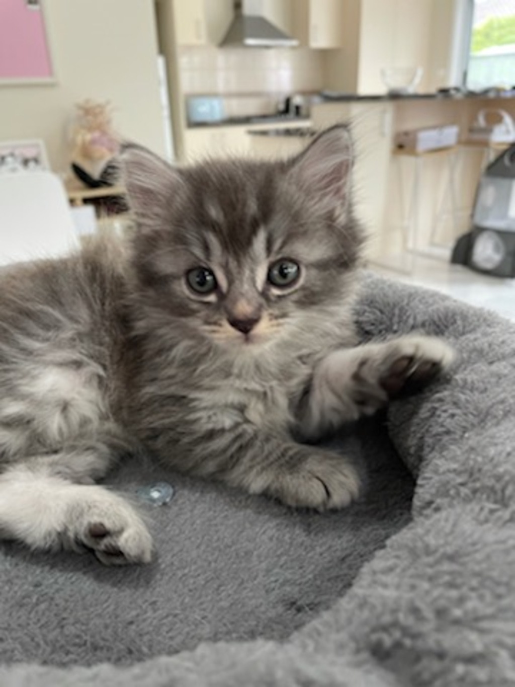 Ravioli - Female Dmh Mix Cat in VIC - PetRescue