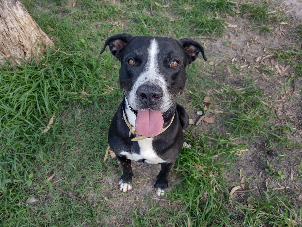 Diesel - Large Male Bull Arab x Labrador Retriever Mix Dog in QLD ...