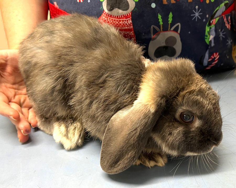 Frodo - Male Lop Eared Mix Rabbit in SA - PetRescue
