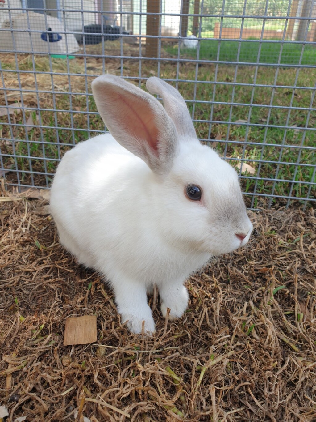 Fawn - Female Bunny Rabbit Mix Rabbit in NSW - PetRescue
