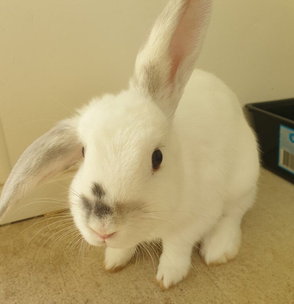 Bluebell - Female Bunny Rabbit Mix Rabbit in NSW - PetRescue