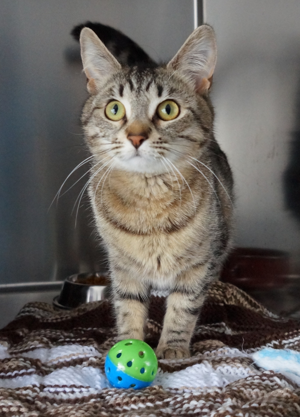 Shiraz - Female Domestic Short Hair Mix Cat in TAS - PetRescue