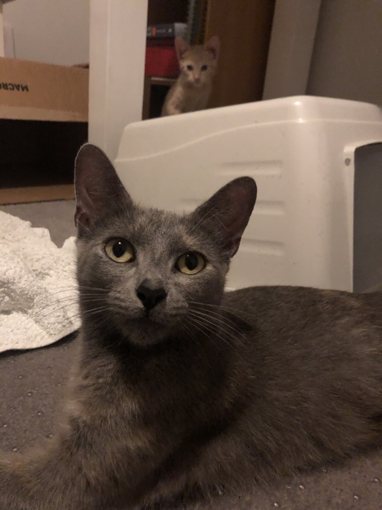 Bobby - Female Manx Cat in QLD - PetRescue
