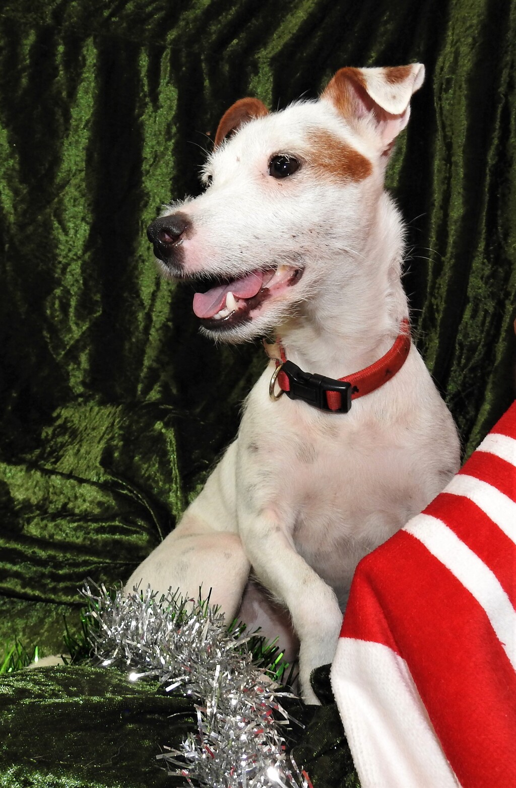 Scruffy - Small Female Wirehaired Jack Russell Terrier Dog in QLD ...