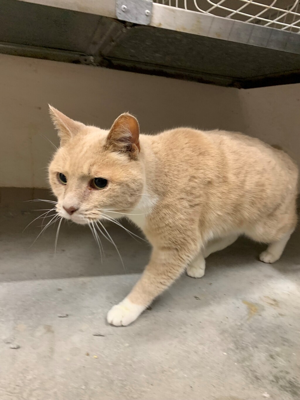 Albie - Male Domestic Short Hair Mix Cat in WA - PetRescue