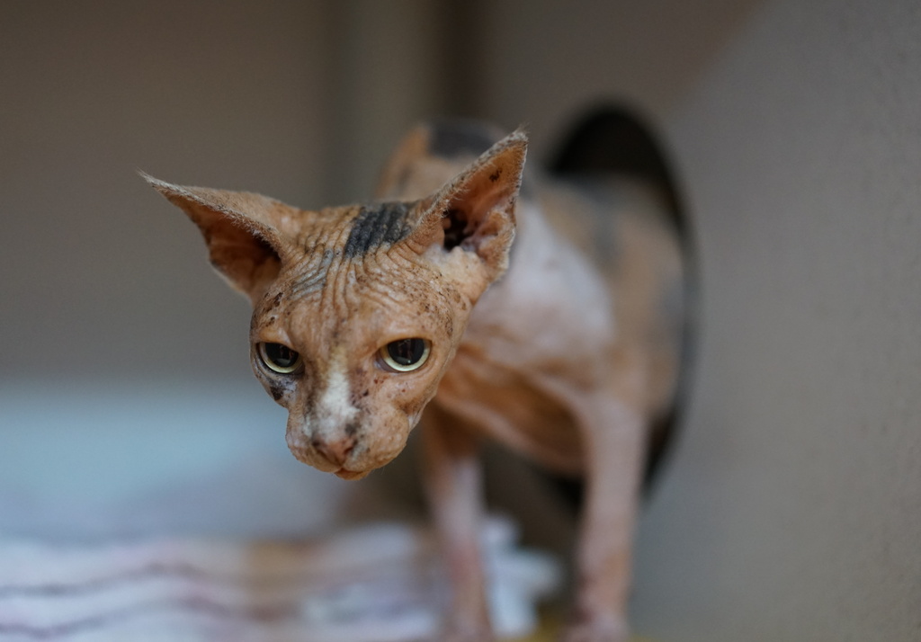 Coco - Female Sphynx Mix Cat in QLD - PetRescue