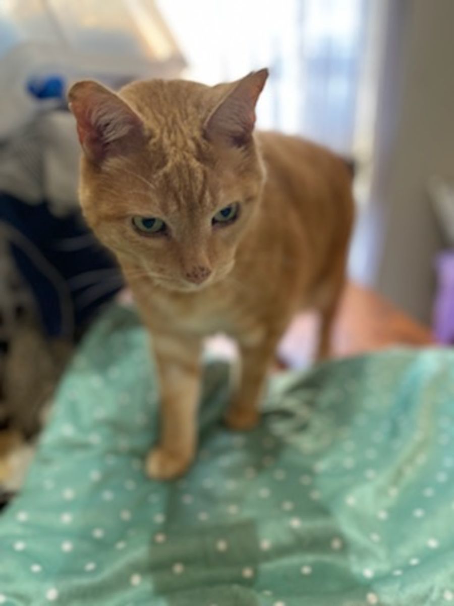 Waggin Tails Rescue - PetRescue