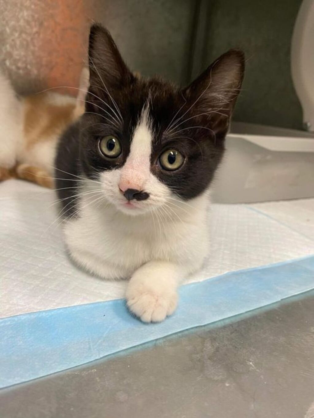 Dollop - Male Dsh Mix Cat in VIC - PetRescue