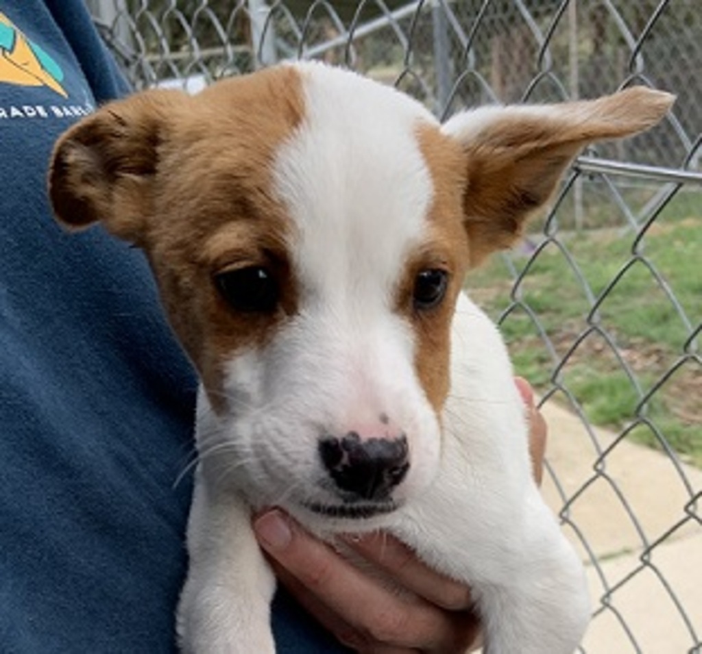 Badger - Small Male Terrier Mix Dog in ACT - PetRescue