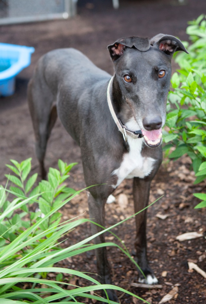 Tomahawk Jak - Large Male Greyhound Dog in NT - PetRescue