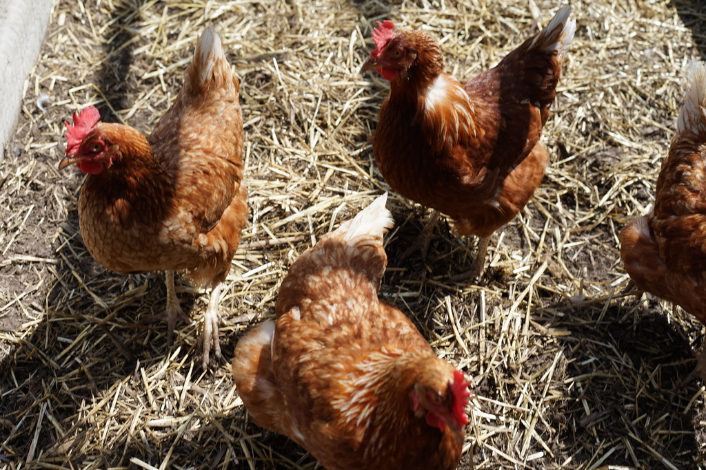 Cher - Female Chicken Isa Brown Mix Fowl in QLD - PetRescue