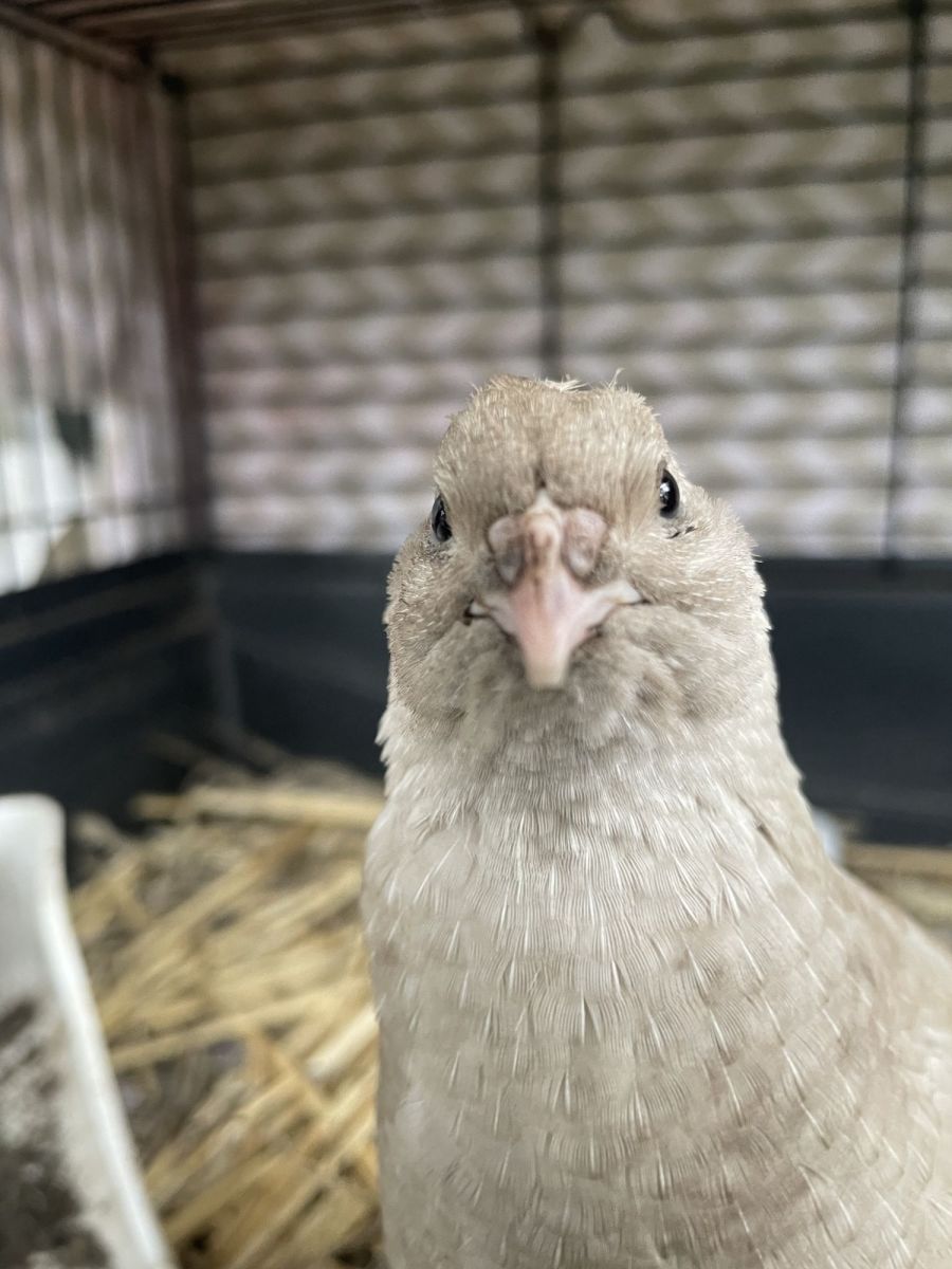 Skittles - Male Bird in NSW - PetRescue