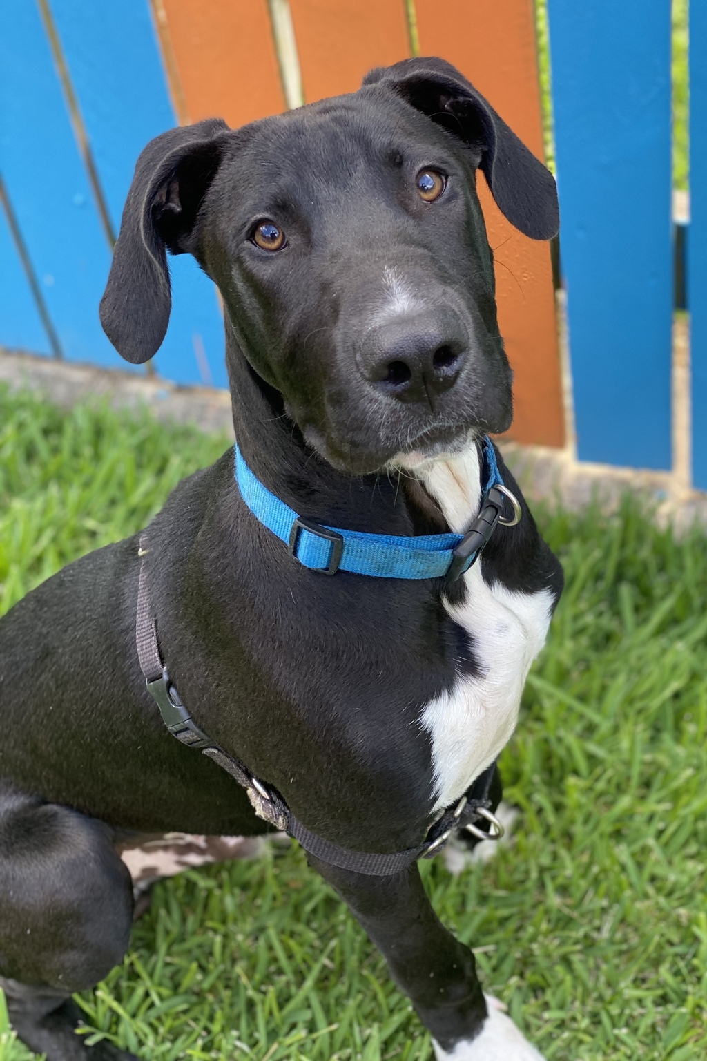 dodge - Medium Male Bull Arab x Great Dane Mix Dog in QLD - PetRescue