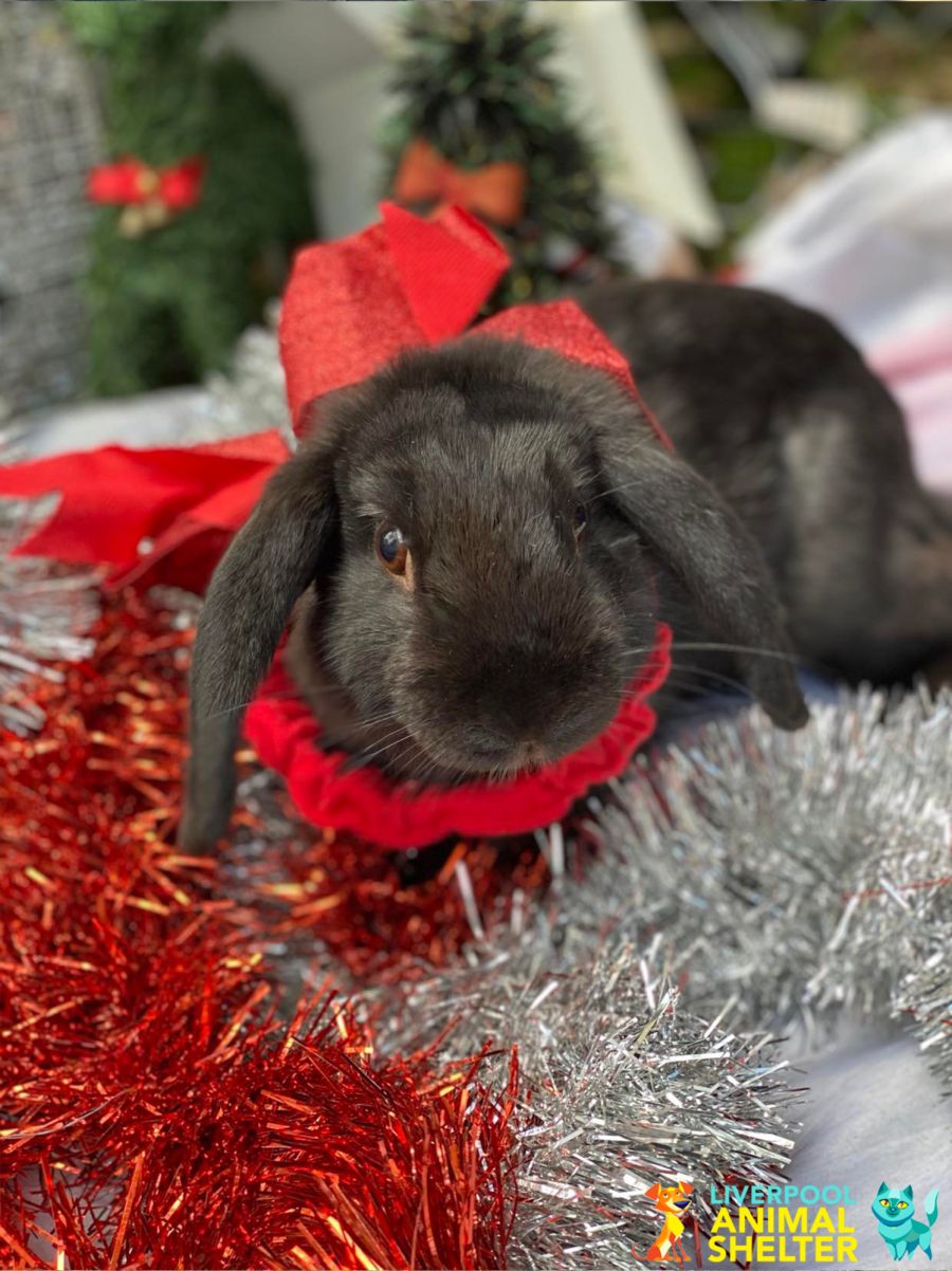 Flopsy - Male Lop Eared Mix Rabbit in NSW - PetRescue