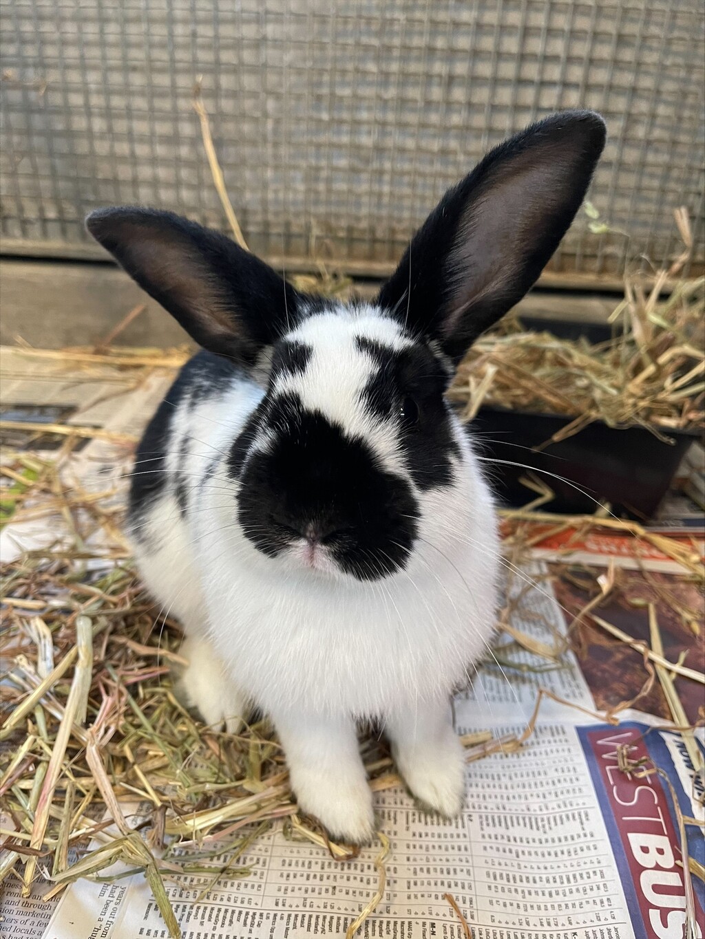 Milhouse - Male Bunny Rabbit Mix Rabbit in WA - PetRescue