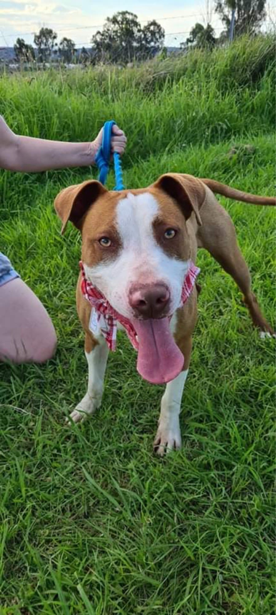 Little Ty - Medium Male Amstaff Dog in NSW - PetRescue