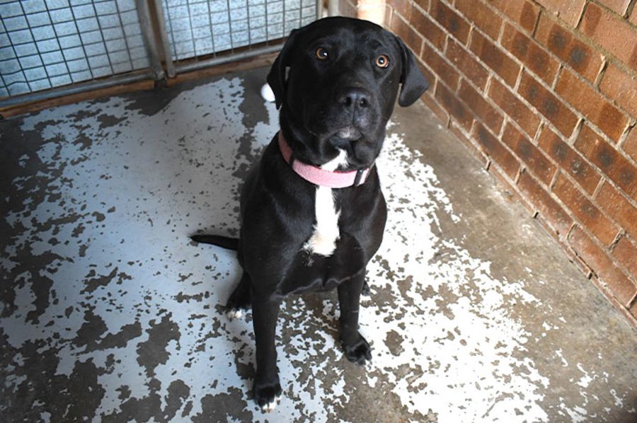 Emma 33998 Campbelltown ACF - Large Female Labrador x Bull Arab Dog in ...