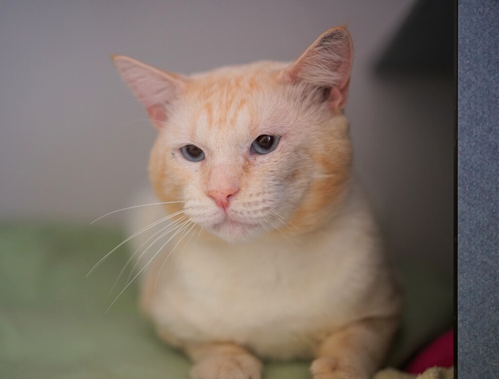 Frederick - Male Layanese Mix Cat in QLD - PetRescue
