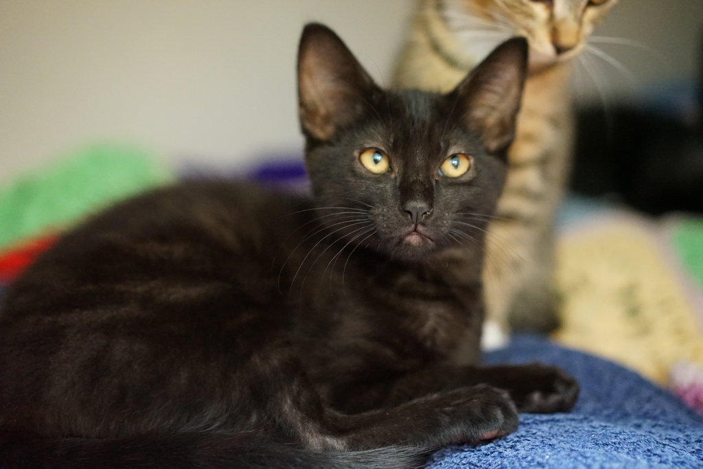 Archibald - Male Domestic Short Hair Mix Cat in QLD - PetRescue