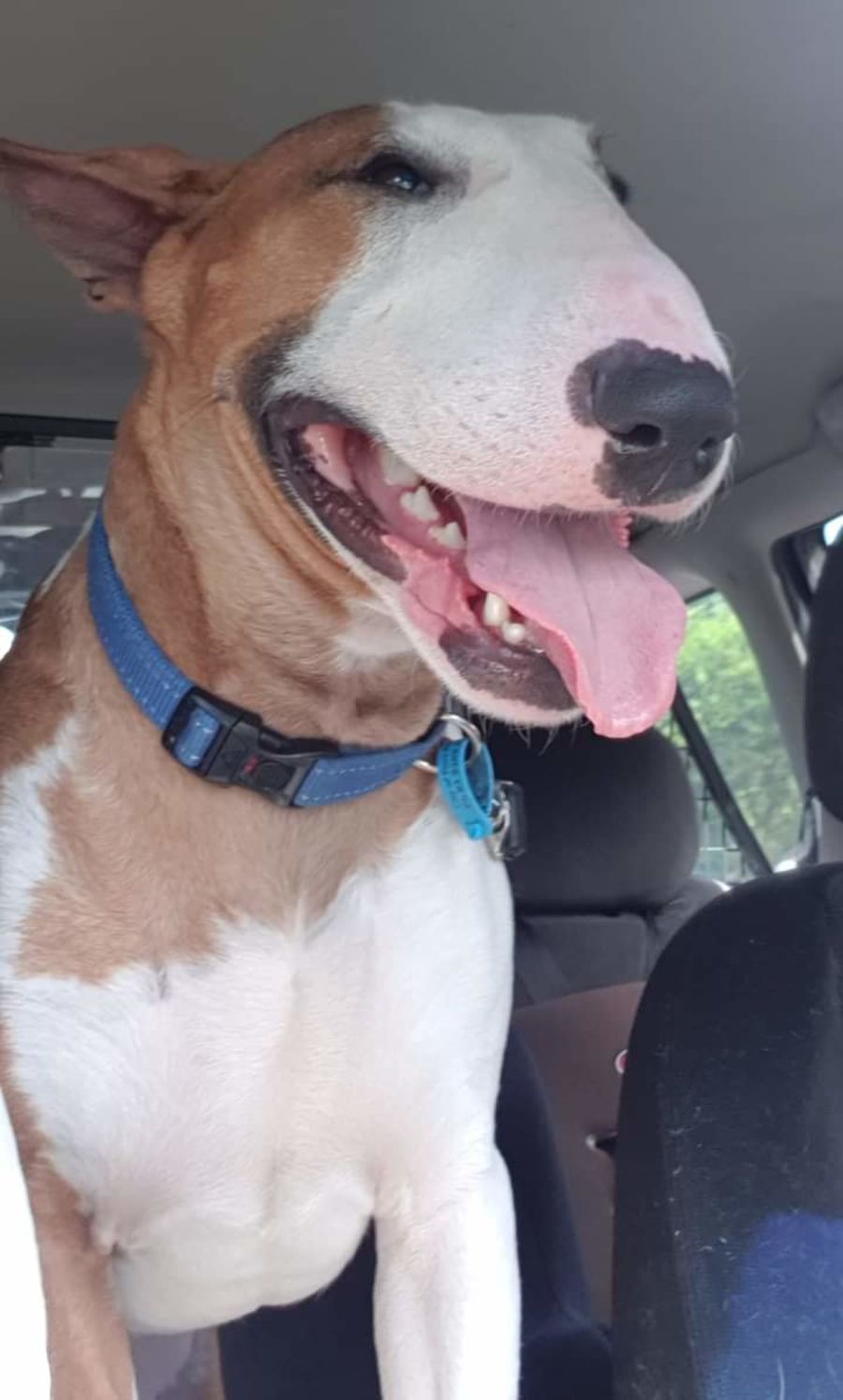 Spud - Medium Male Bull Terrier Dog in VIC - PetRescue