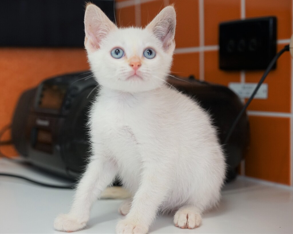 Samuel - Male Layanese Mix Cat in QLD - PetRescue