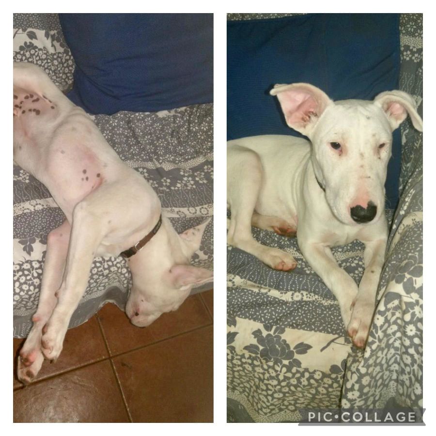 Thor - Medium Male Boxer x Bull Terrier Mix Dog in NSW - PetRescue