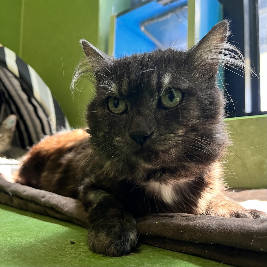 Bastet - Male Domestic Medium Hair Mix Cat in VIC - PetRescue