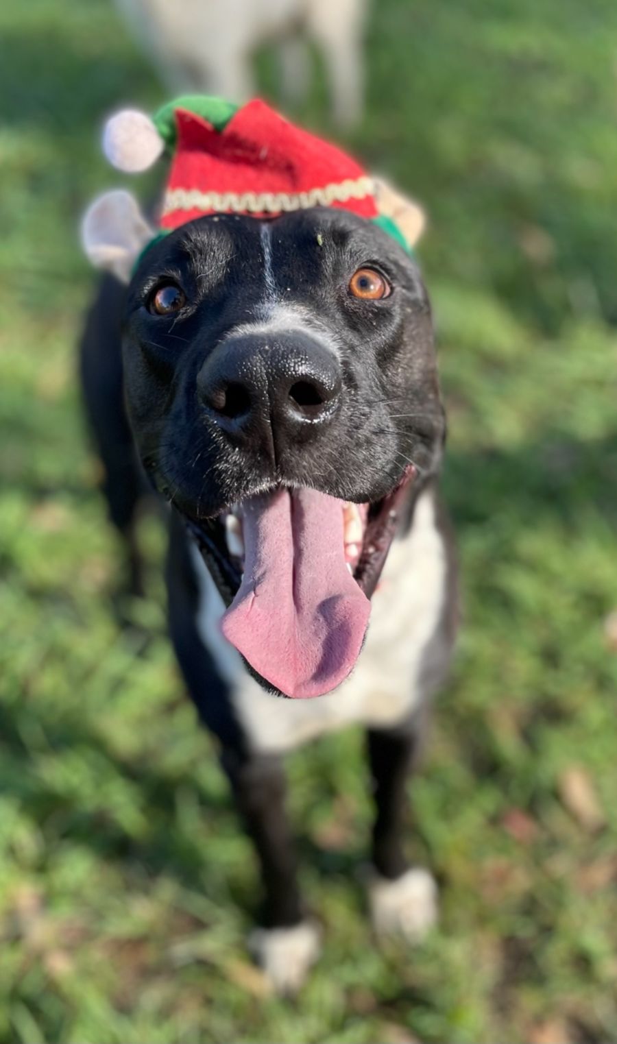 Tiki Animal Rescue - PetRescue