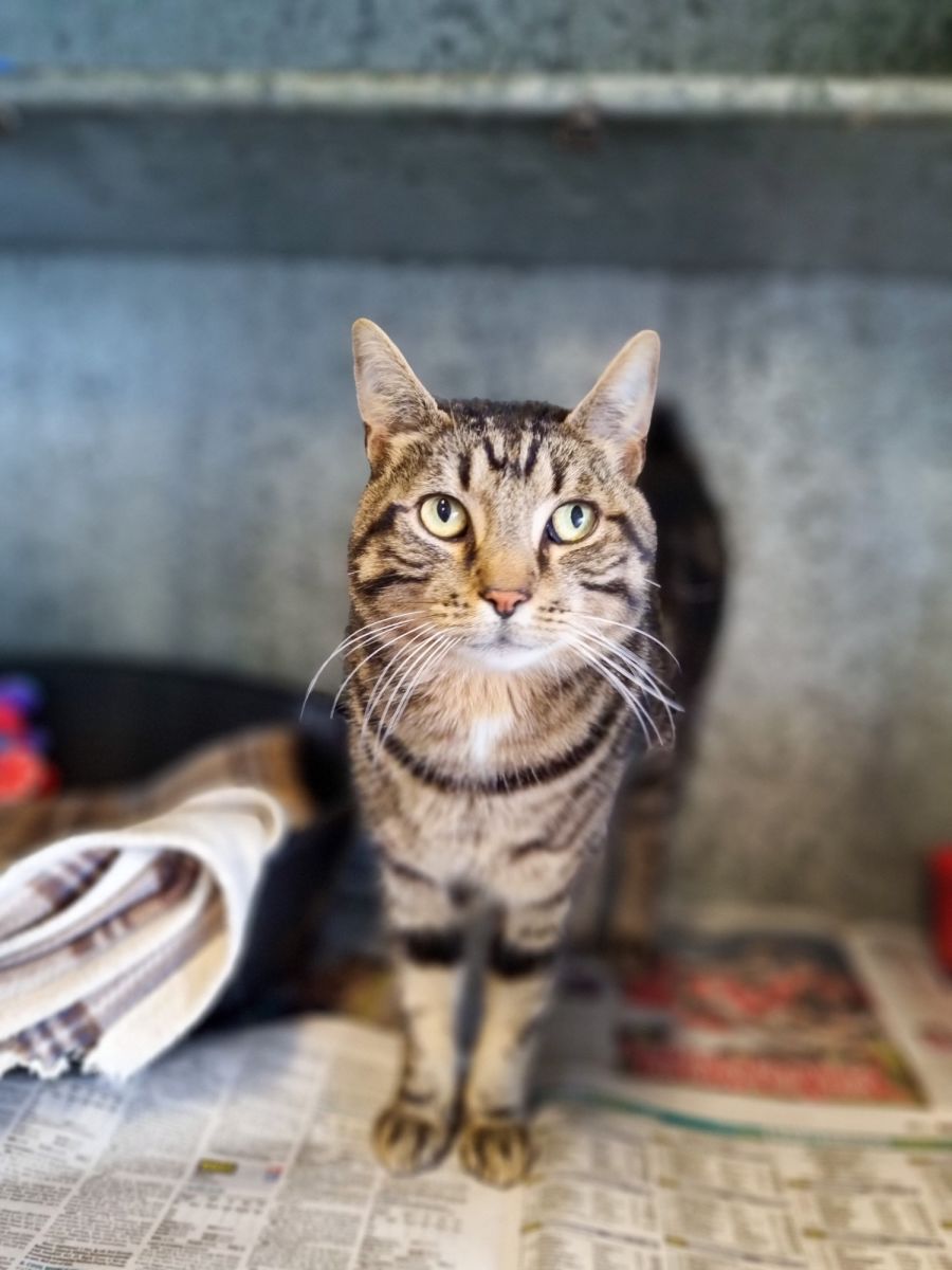 Dougie - Male Domestic Short Hair Cat in NSW - PetRescue