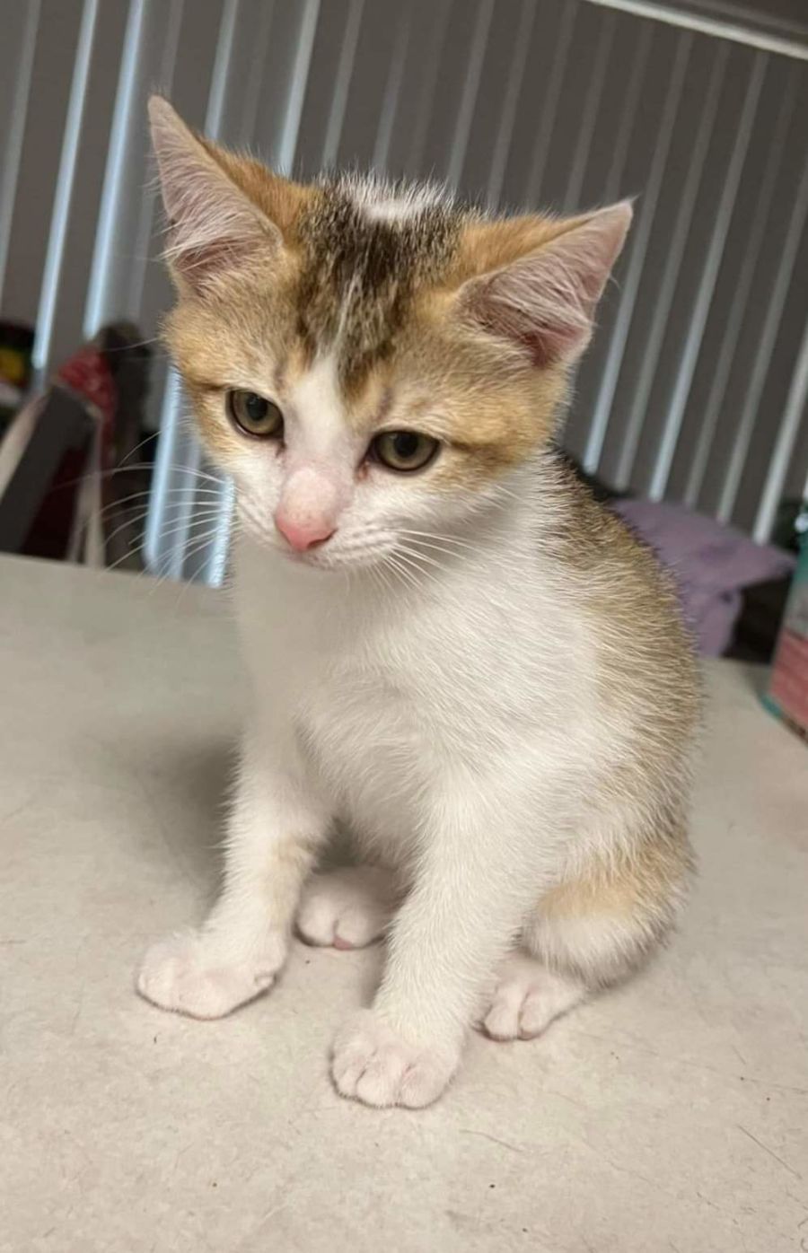 Pepper - Male Manx Mix Cat in QLD - PetRescue