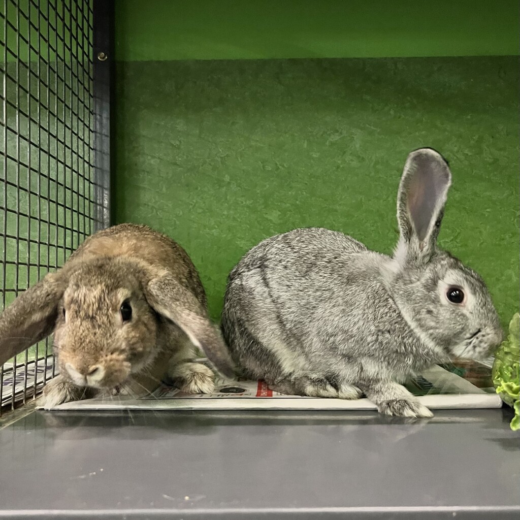 Felix - Male Rabbit Unspecified Rabbit in VIC - PetRescue