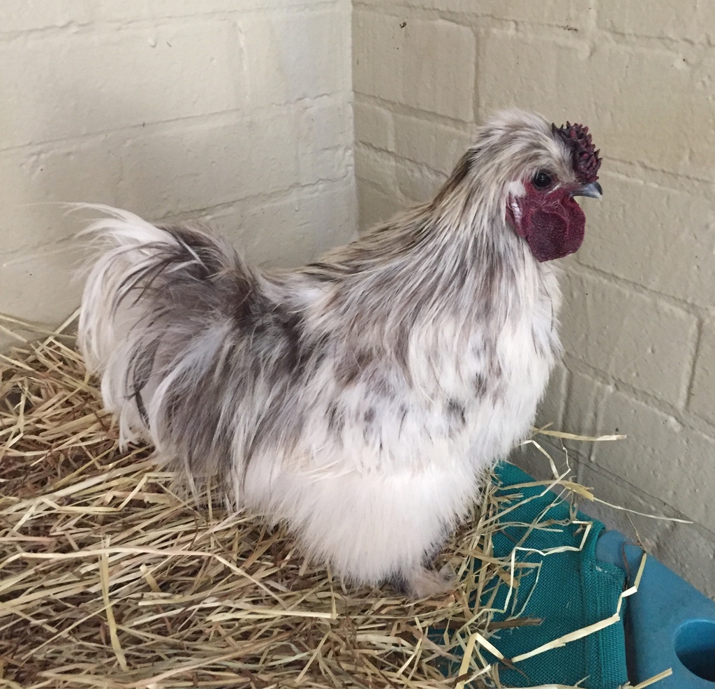 Paulie - Male Chicken Silky Bantam x Chicken Rooster Mix Fowl in VIC ...