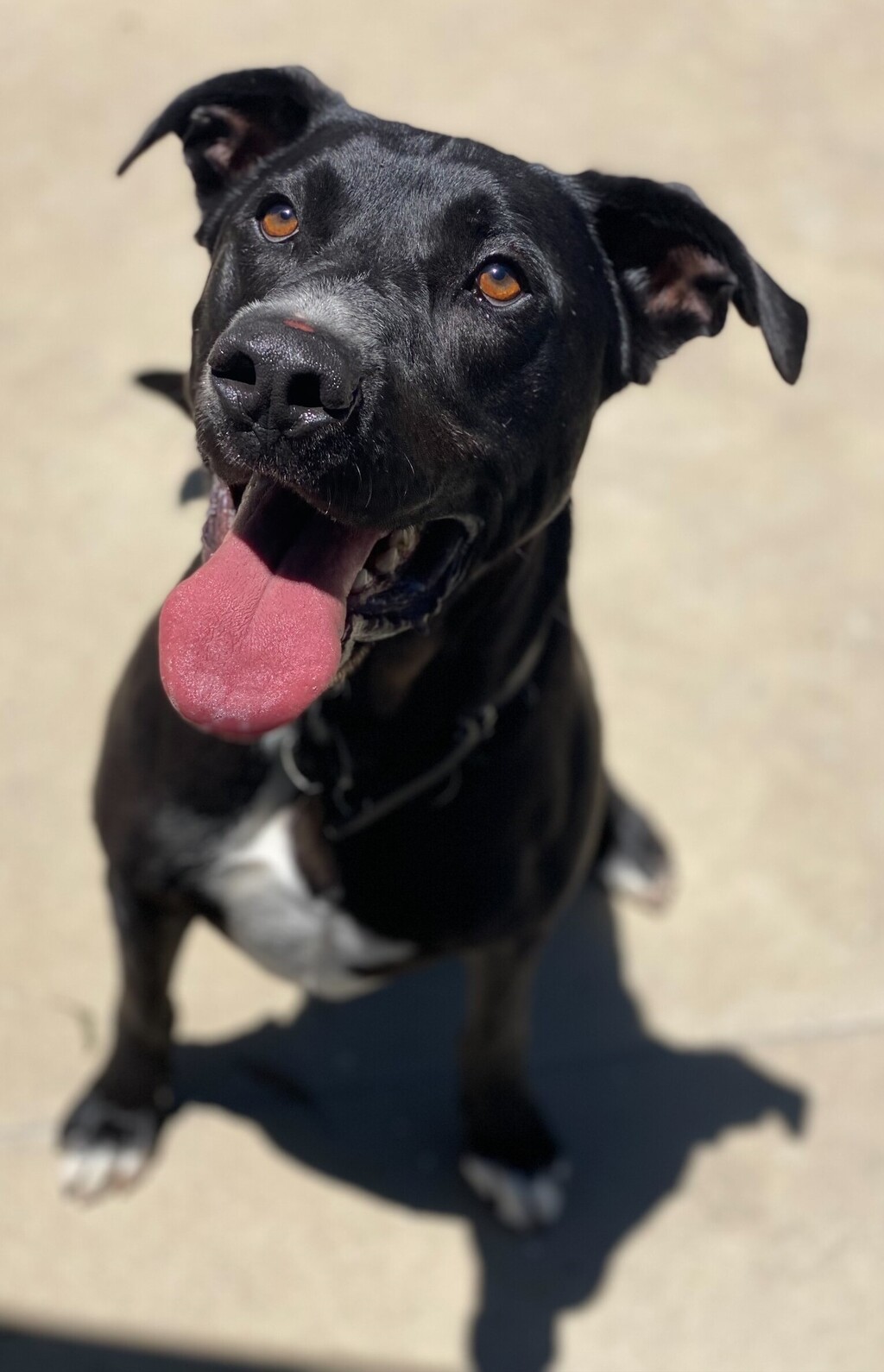 Winston - Large Male Rhodesian Ridgeback x Labrador Retriever Mix Dog ...