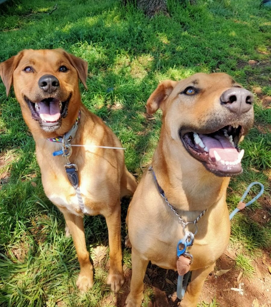 Atticus & Finch - Foster Carer Needed - Medium Male Kelpie x Maremma ...